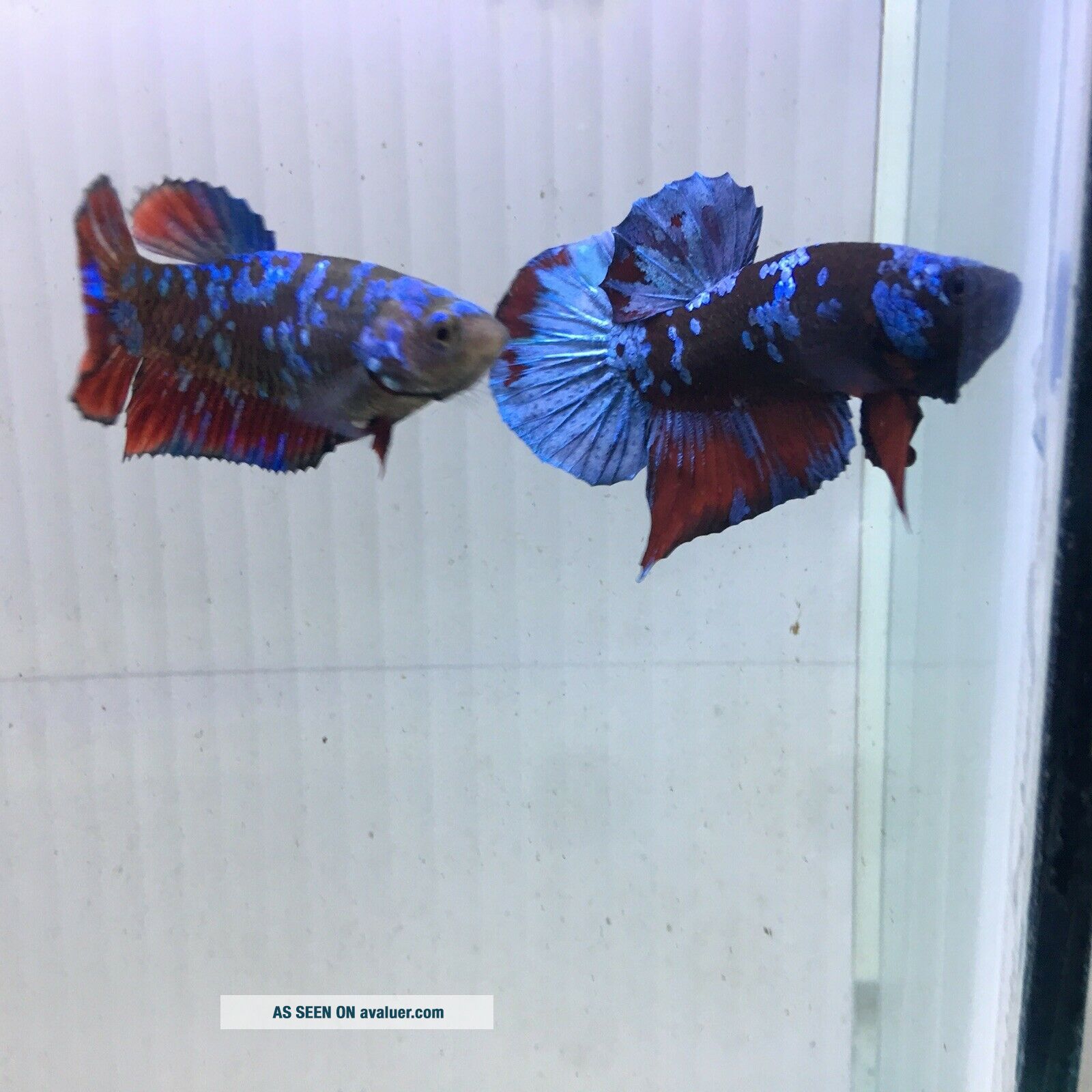 ULTRA RARE Galaxy Blacklight HMPK Pair Betta Imported From Thailand ...