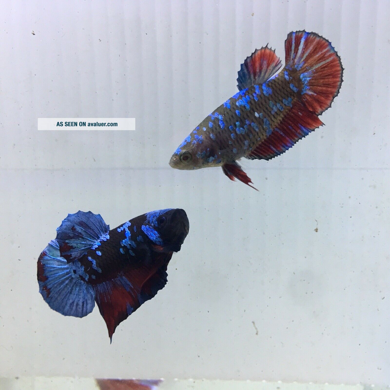 ULTRA RARE Galaxy Blacklight HMPK Pair Betta Imported From Thailand ...