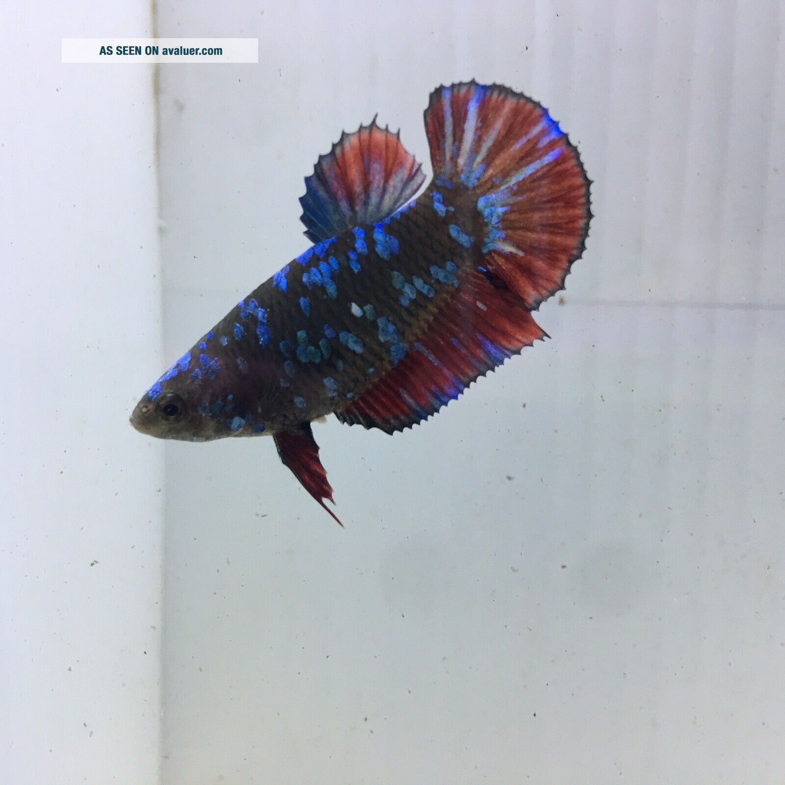 ULTRA RARE Galaxy Blacklight HMPK Pair Betta Imported From Thailand ...