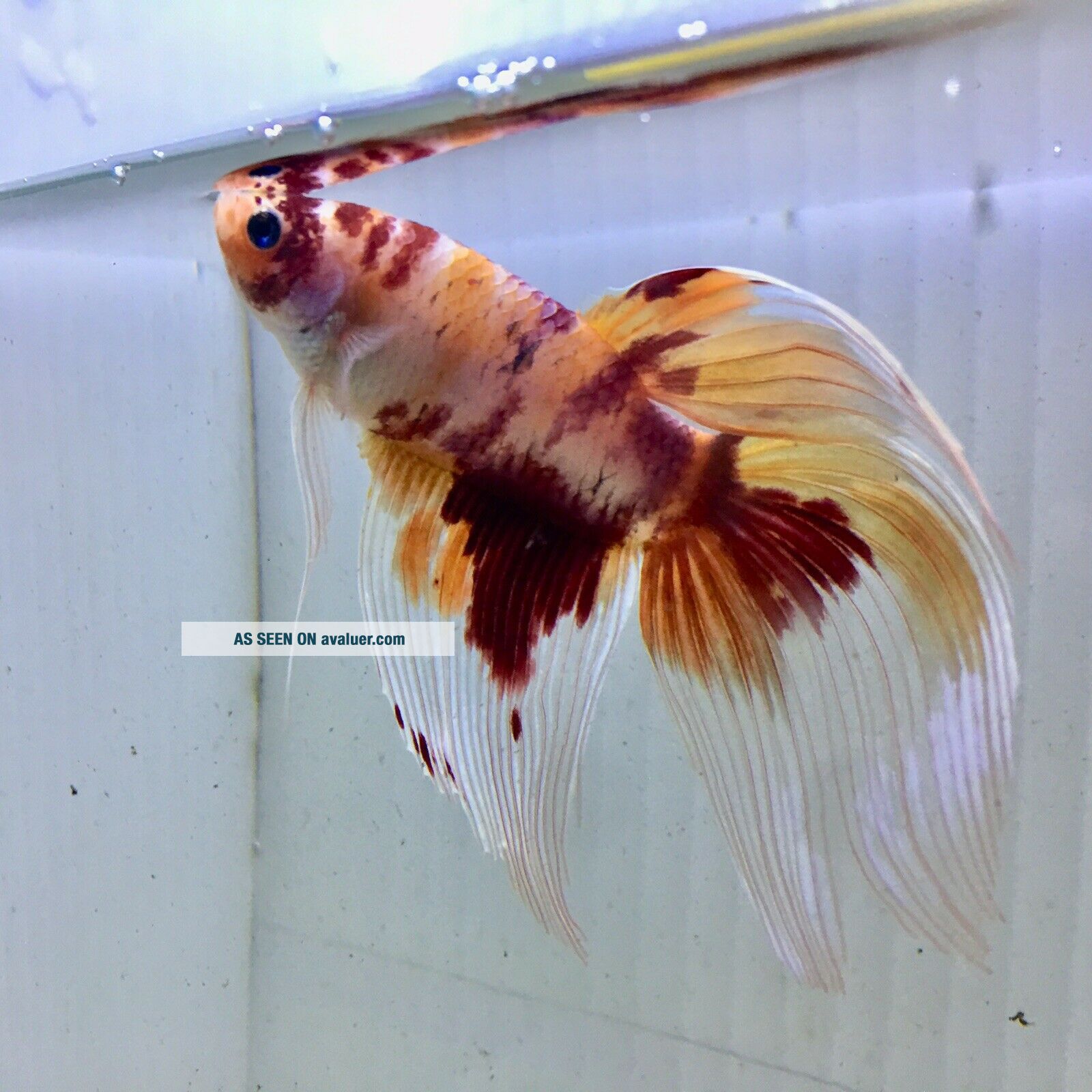 (A - Grade) “Rare” Male Candy Koi Veiltail Betta Imported From Thailand ...