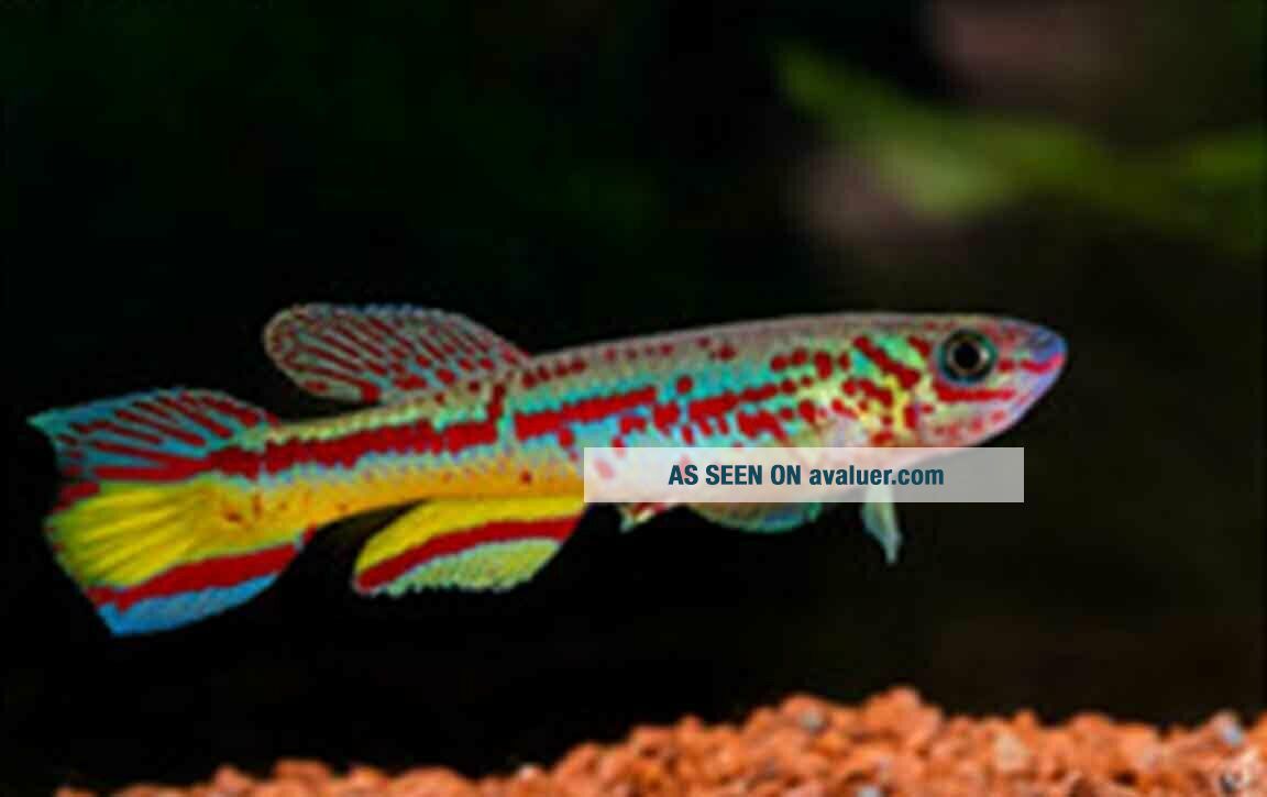 Rare 30 Eggs Killifish " Fundulopanchax Amieti " TROPICAL FISH 2000 ...